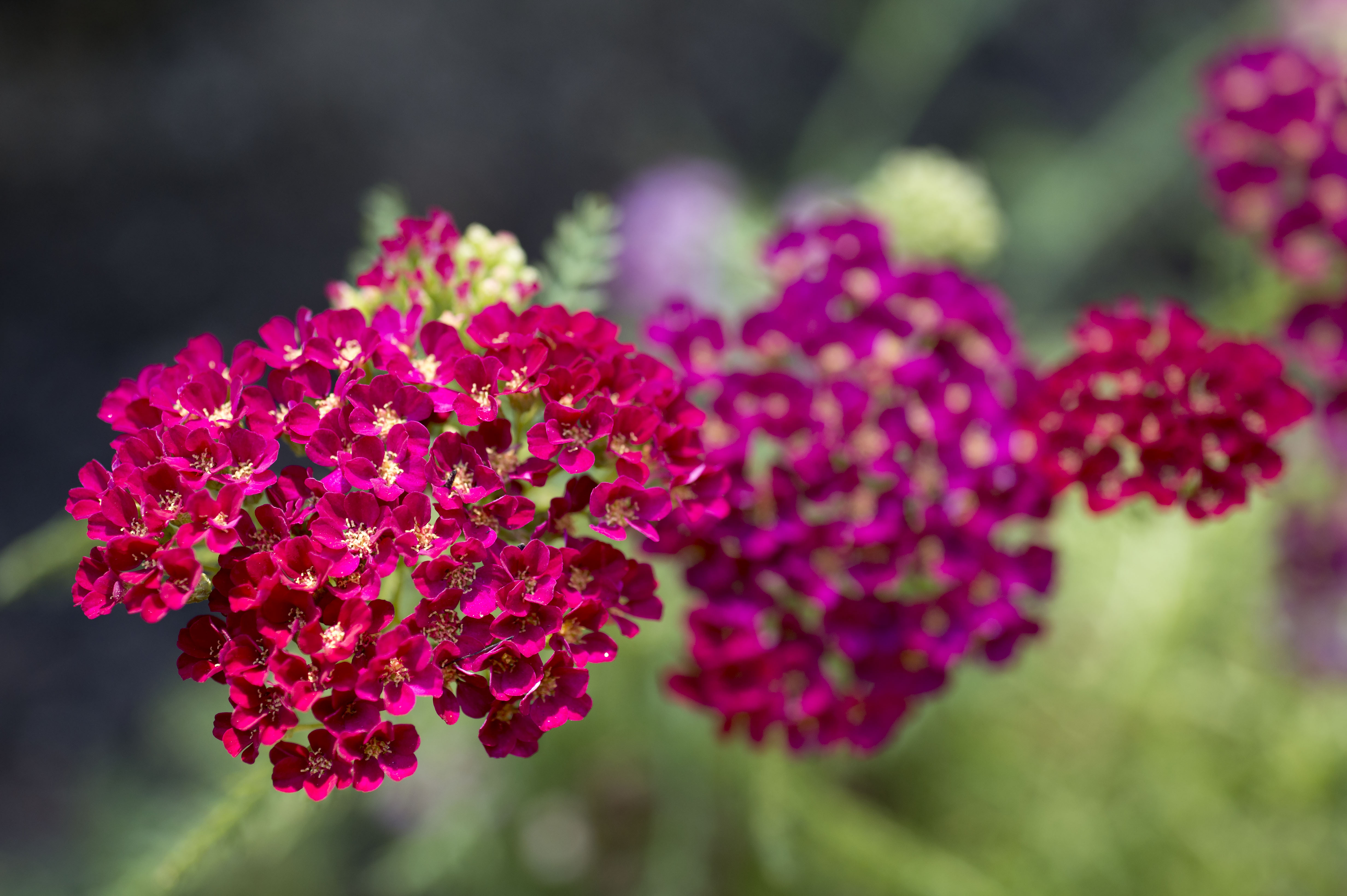 Susan Slattery | Photography + Writing